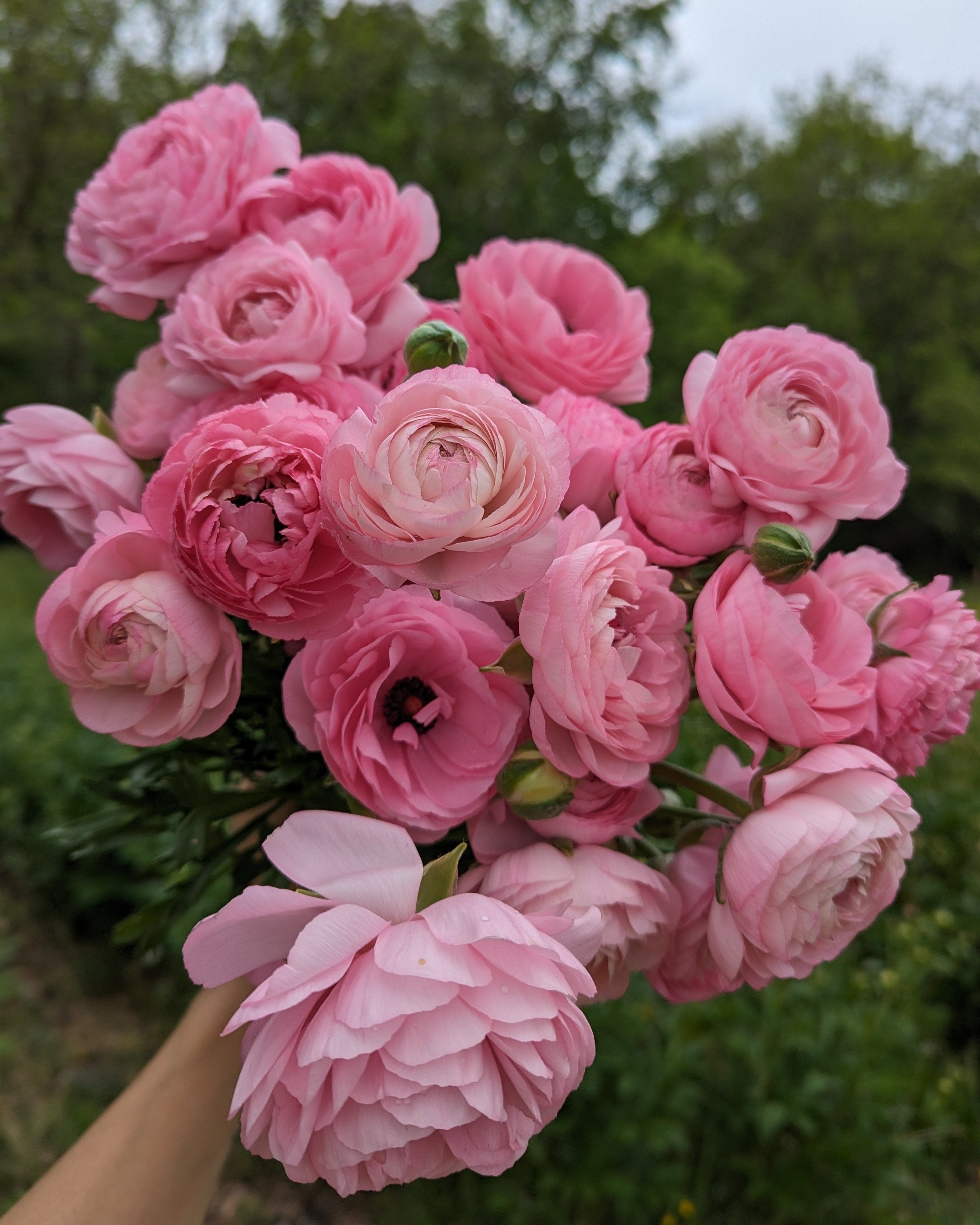 Ranunculus Half-Clone Juliette – Muddy Creek Farm and Flower